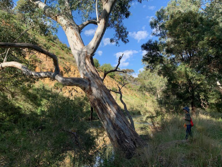 20 Best Bushwalks in Melbourne for Kids • TOT: HOT OR NOT
