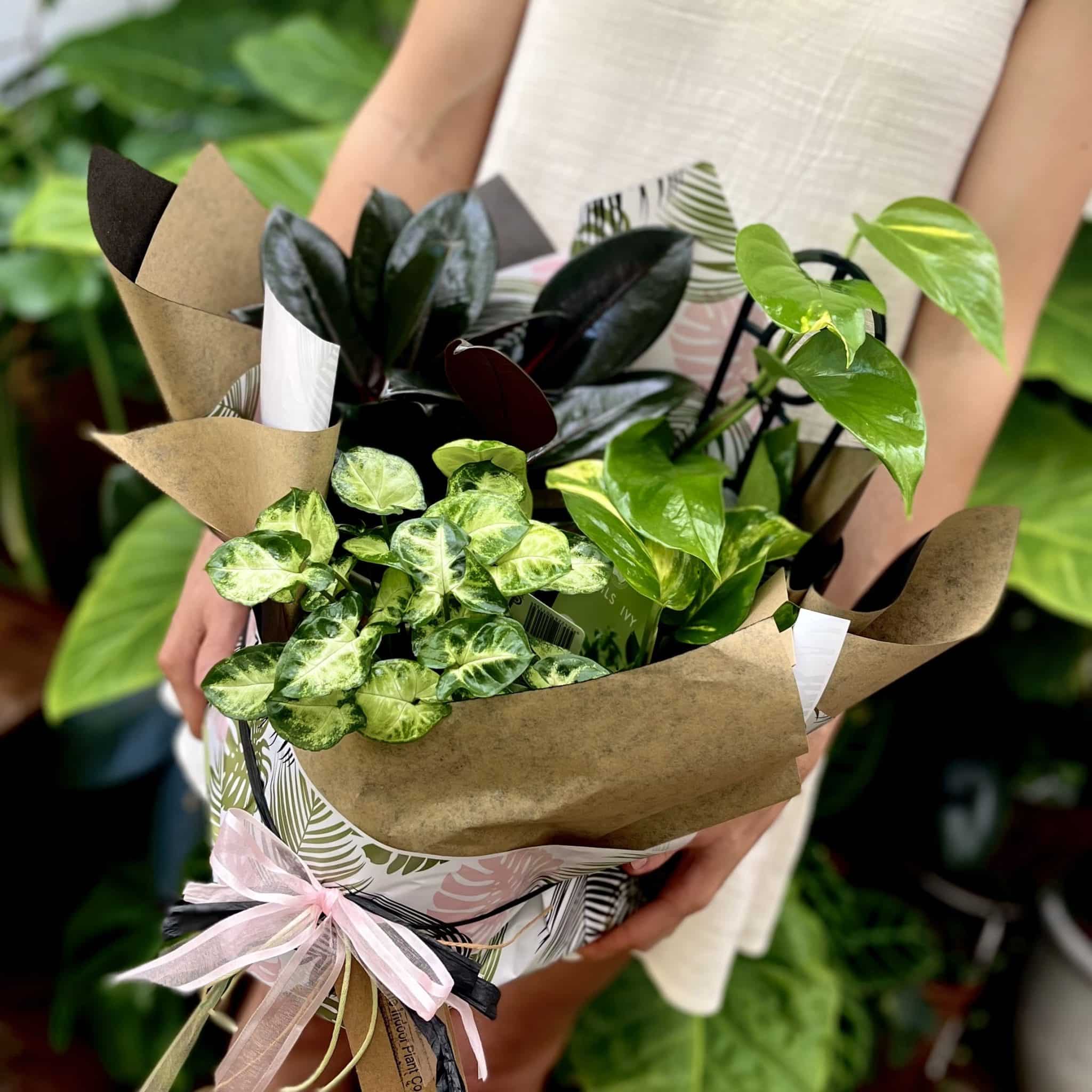 13 Best Indoor Plant Deliveries Melbourne | TOT: HOT OR NOT
