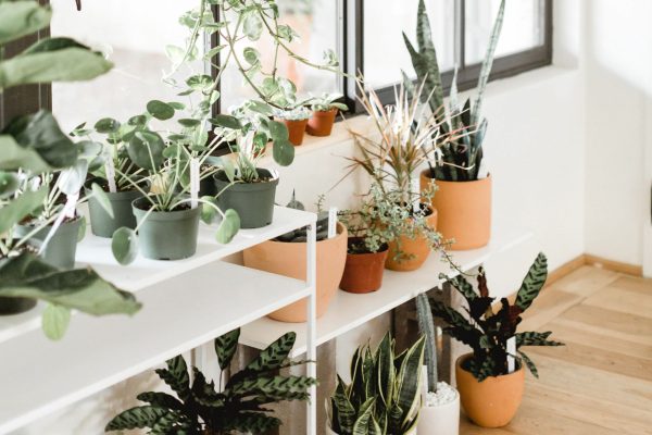 13 Best Indoor Plant Deliveries Melbourne | TOT: HOT OR NOT