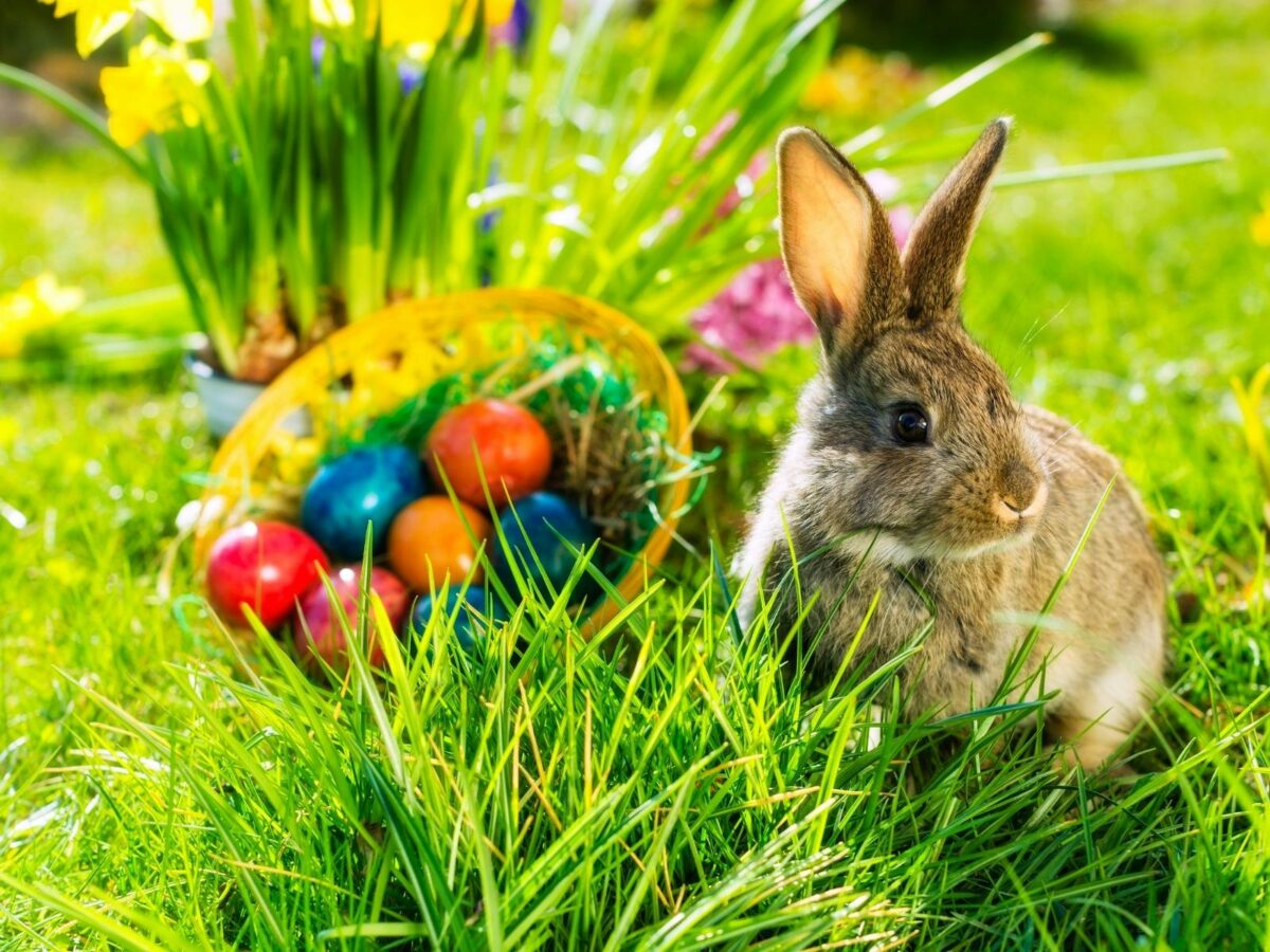 Easter in Melbourne Events 2025 | TOT: HOT OR NOT